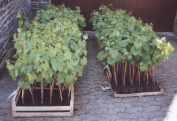 Rebenveredlung Alfred Reis: (Rebschule) Reben, Phoenix, Regent und andere